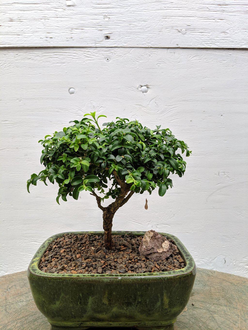 Japanese Kingsville Boxwood Bonsai Tree - Small