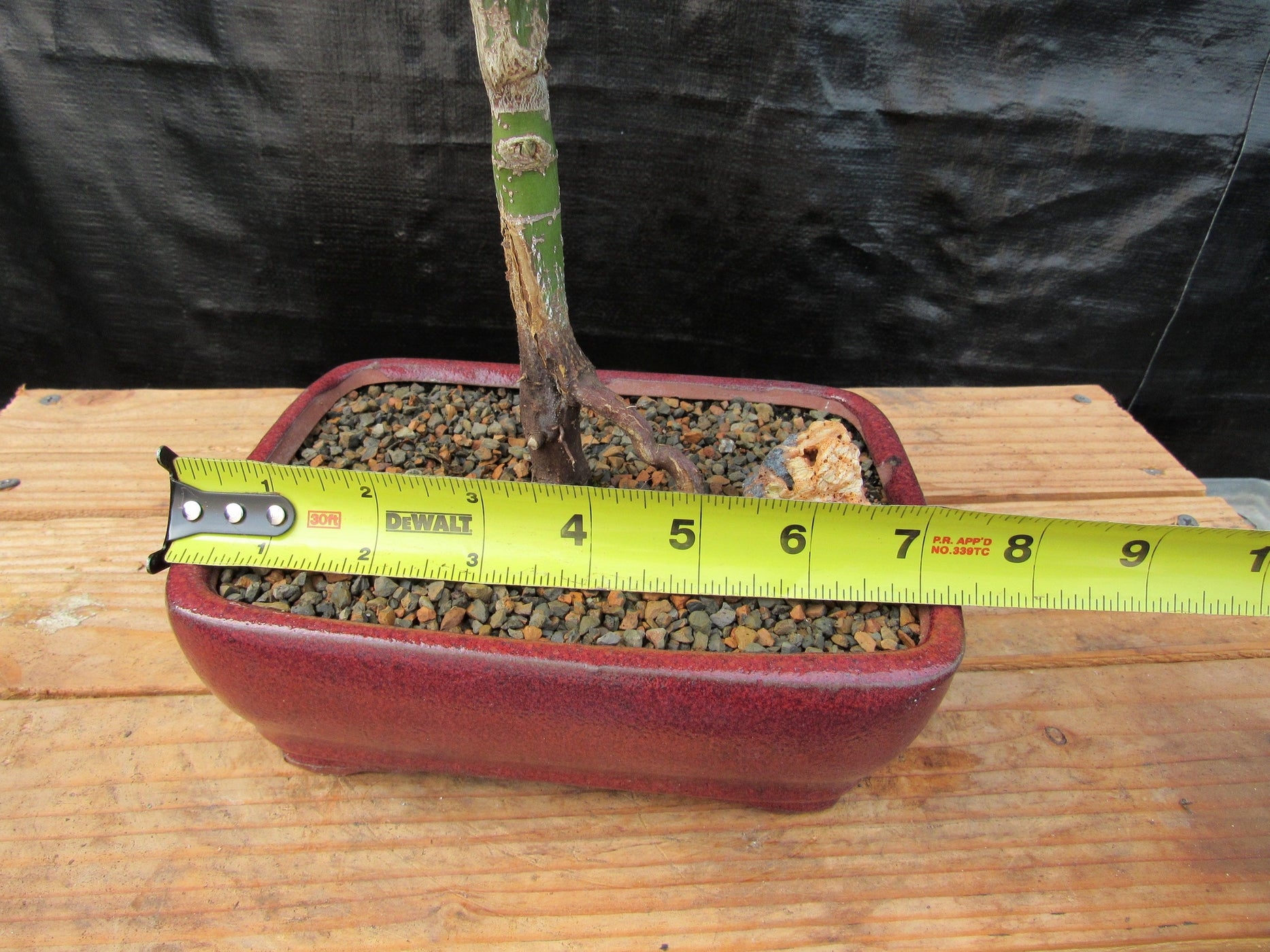 Akita Yatsubusa Japanese Maple Bonsai Tree