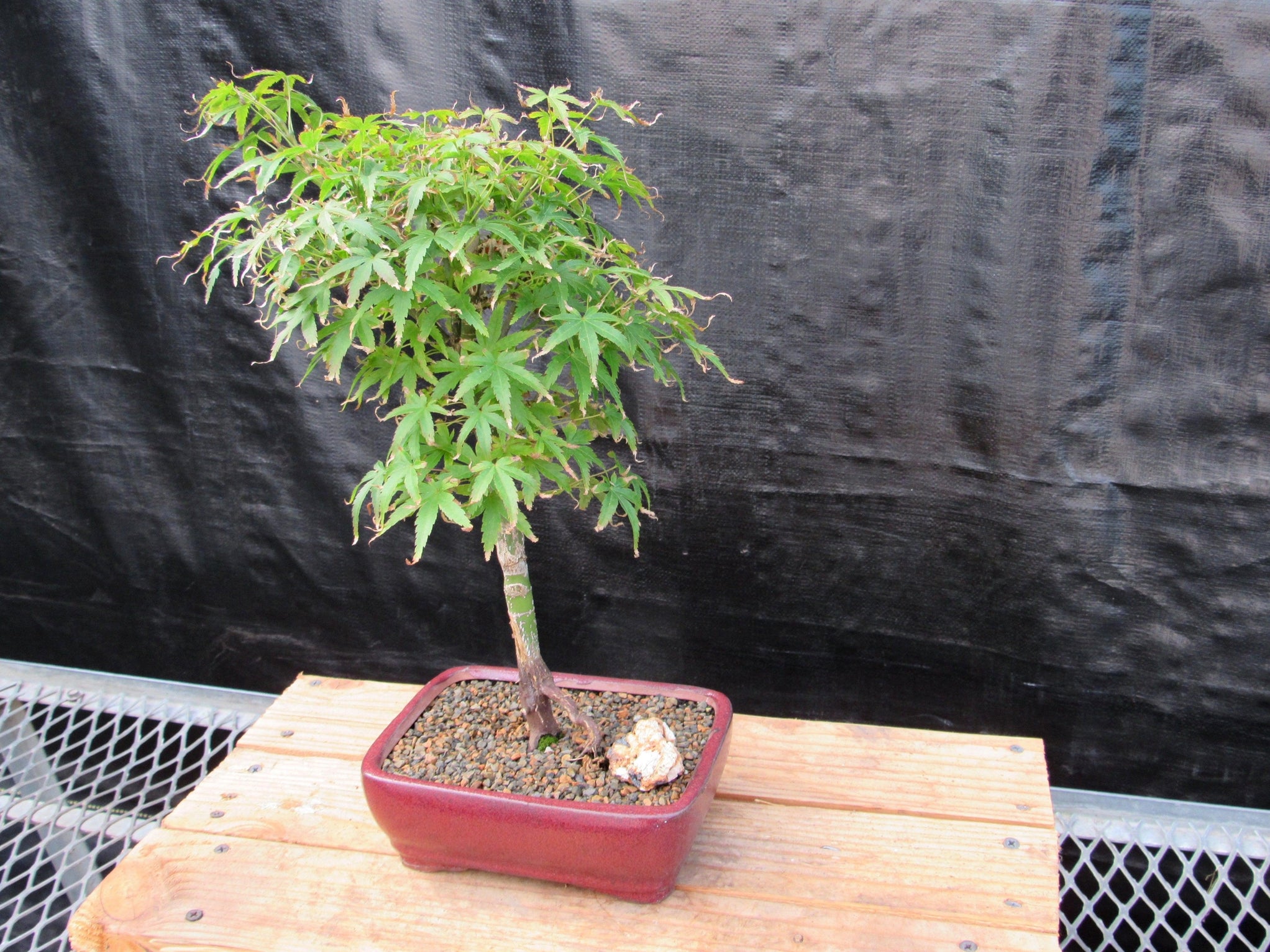 Akita Yatsubusa Japanese Maple Bonsai Tree