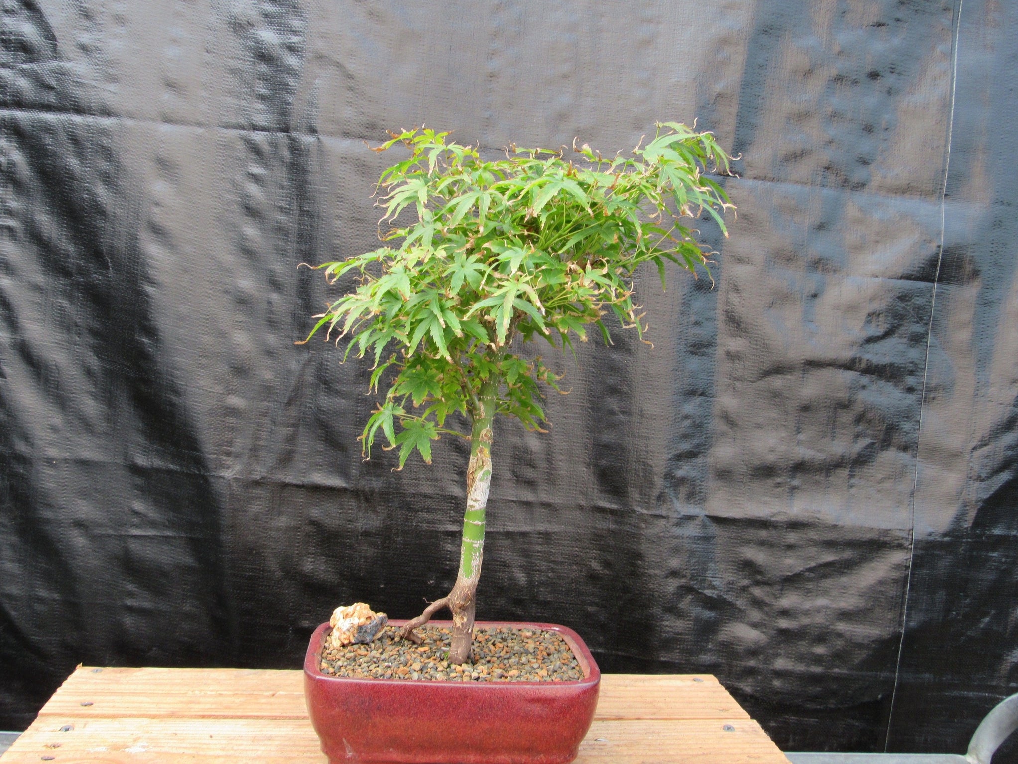 Akita Yatsubusa Japanese Maple Bonsai Tree