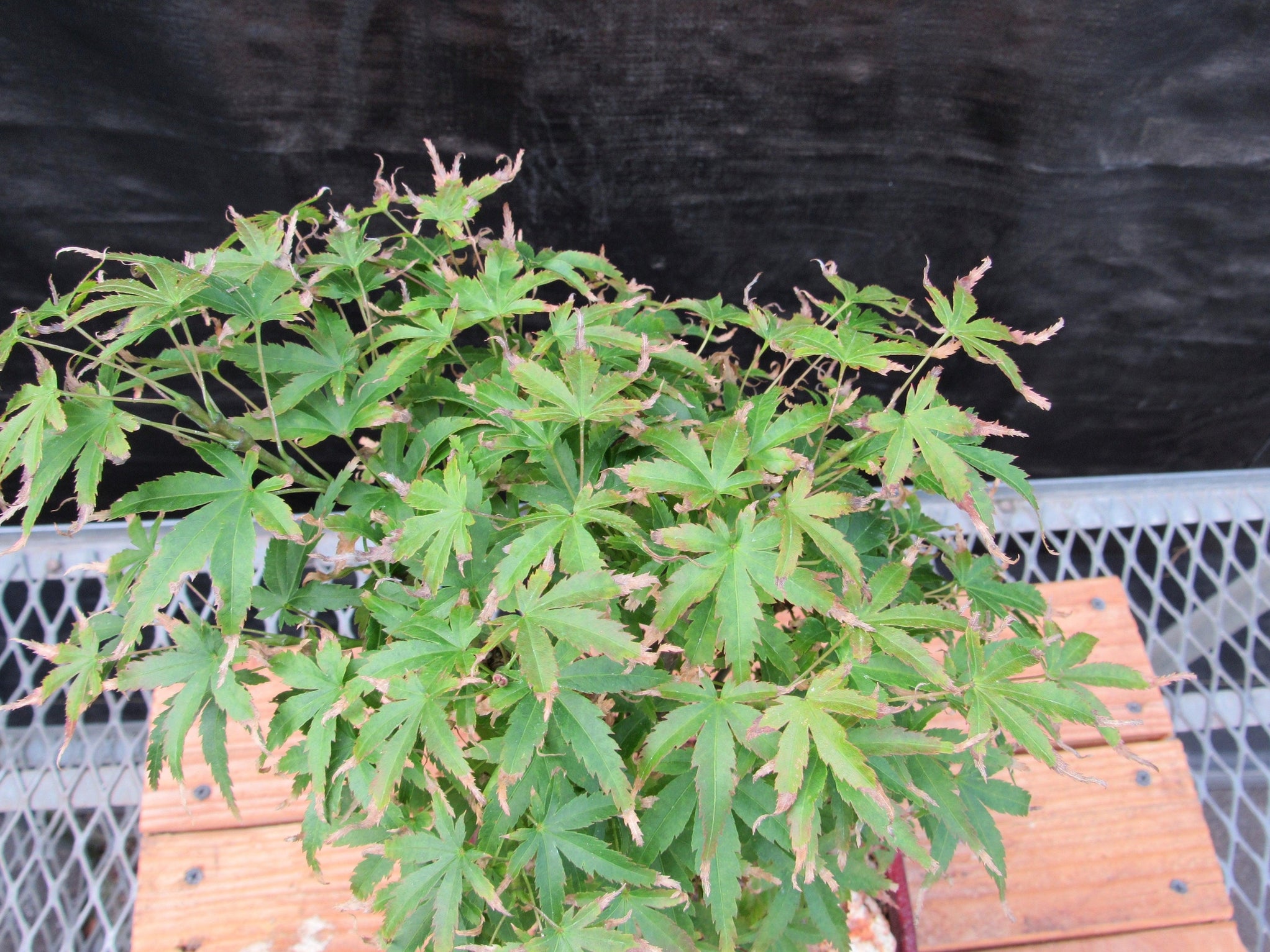 Akita Yatsubusa Japanese Maple Bonsai Tree