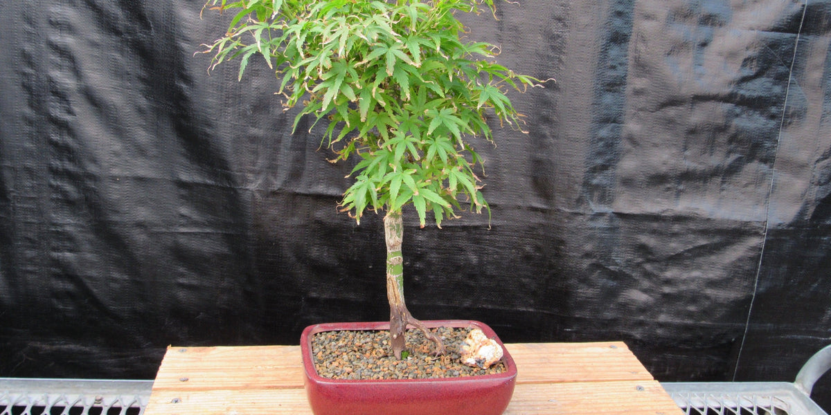 Akita Yatsubusa Japanese Maple Bonsai Tree