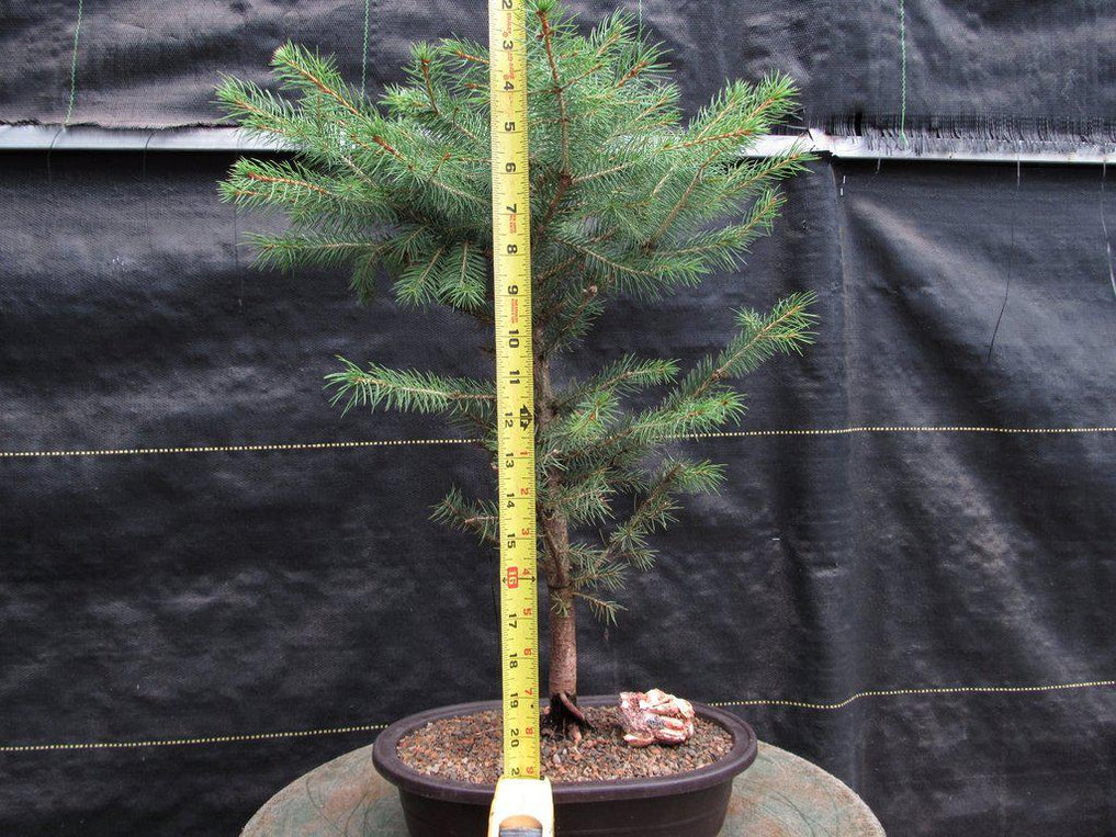 Blue Spruce Bonsai Tree