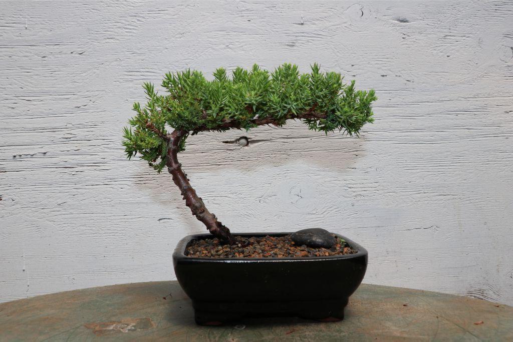 Evergreen Bonsai Trees