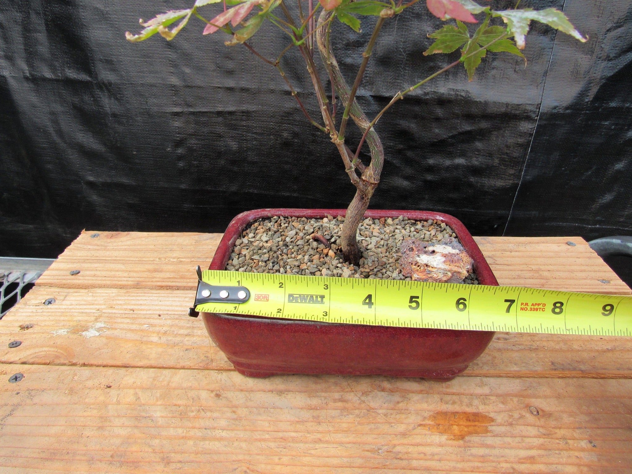 Curved Trunk Red Japanese Maple Bonsai Tree