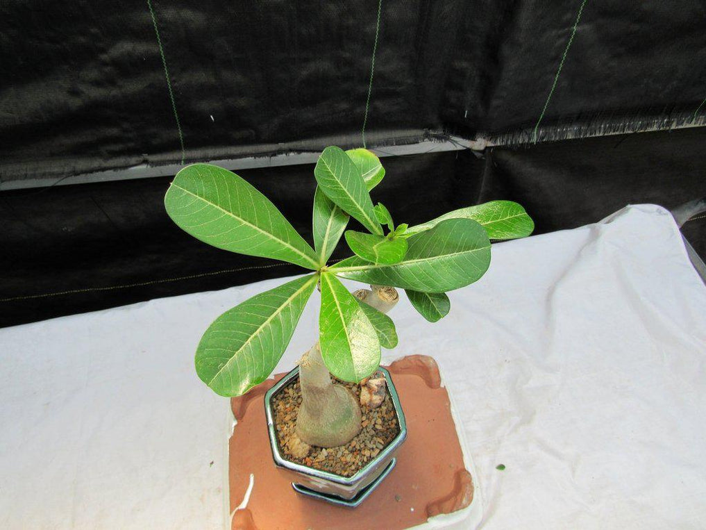 Desert Rose Bonsai Tree - Large