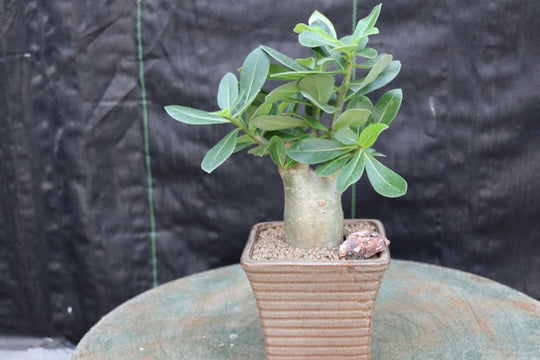 Desert Rose Bonsai Trees