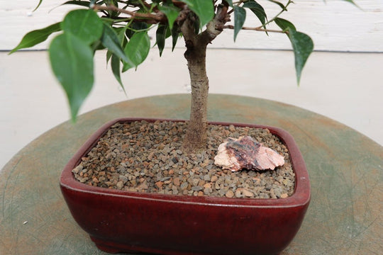 Ficus Midnight Bonsai Tree