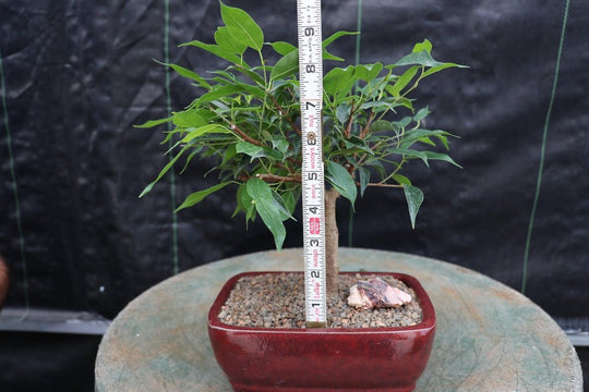 Ficus Midnight Bonsai Tree
