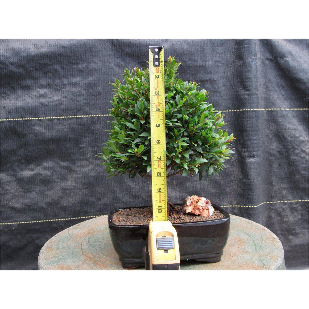 Large Flowering Brush Cherry Bonsai Tree