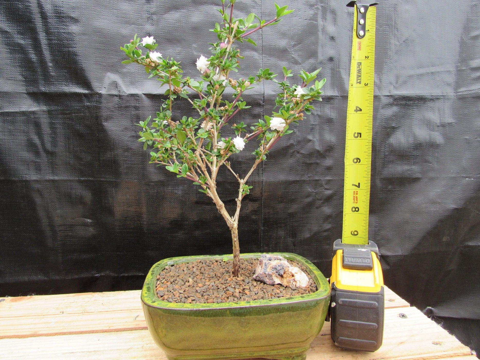Flowering Serissa Snow Rose Bonsai Tree - Medium