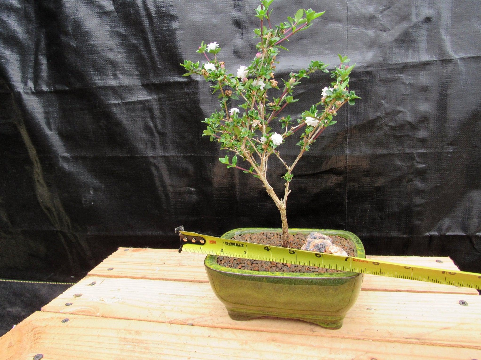 Flowering Serissa Snow Rose Bonsai Tree - Medium