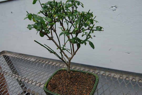 Flowering Winter Jasmine Bonsai Tree