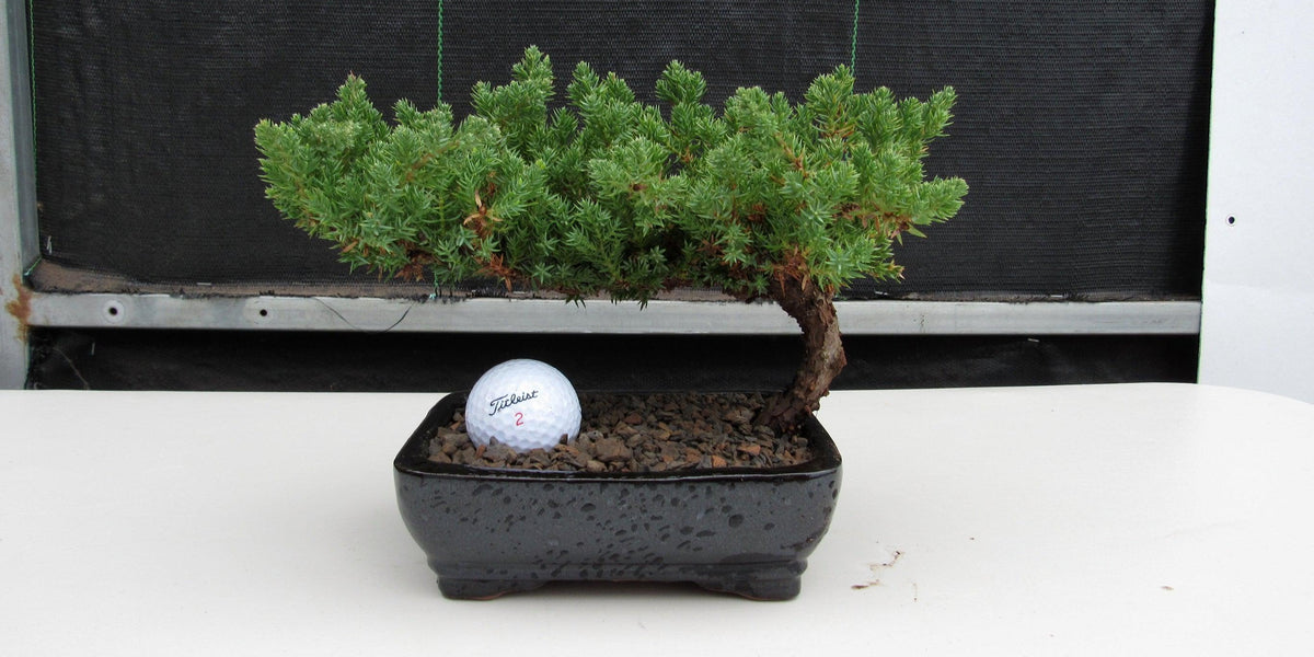 Golf Fan Juniper Bonsai Tree
