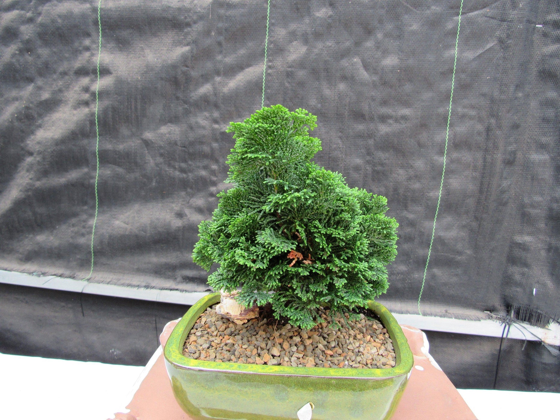 Hinoki Cypress Bonsai Tree