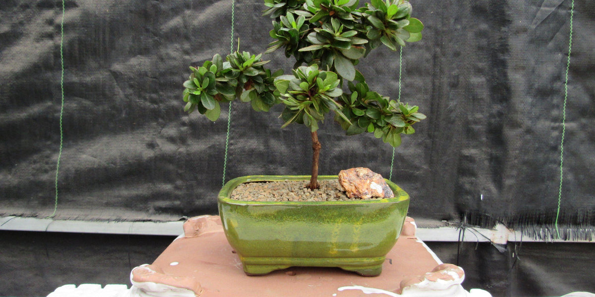 Japanese Azalea Bonsai Tree