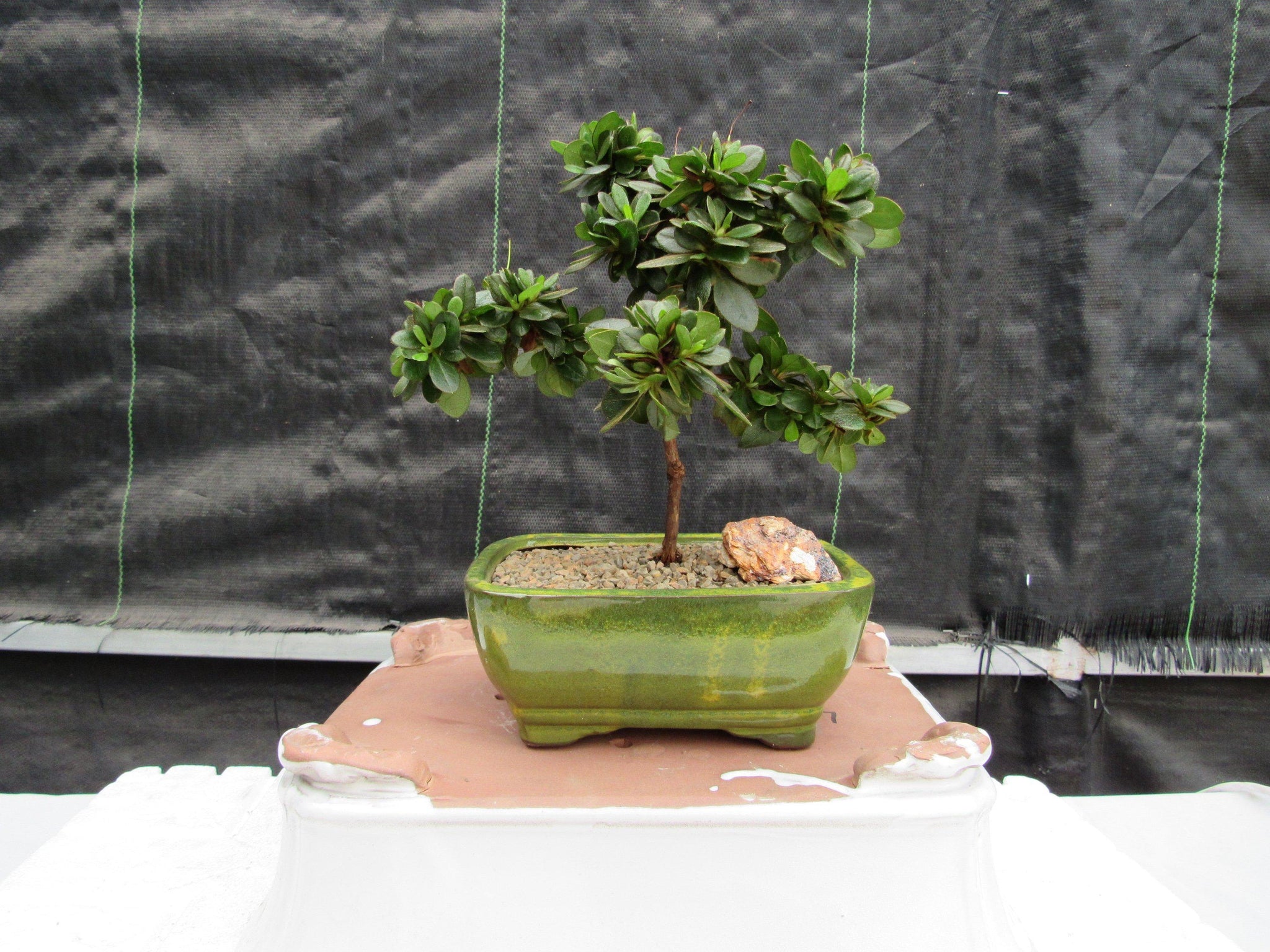 22 Year Old Duc De Rohan Azalea Cascading Specimen Bonsai Tree