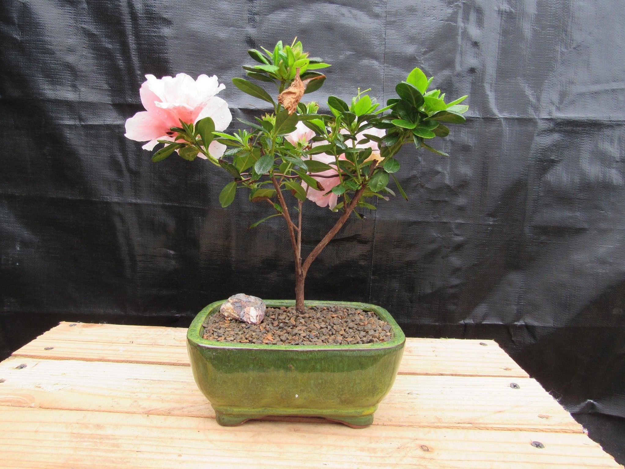 Pink Azalea Bonsai Tree