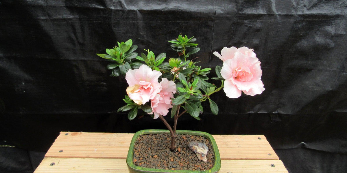 Pink Azalea Bonsai Tree