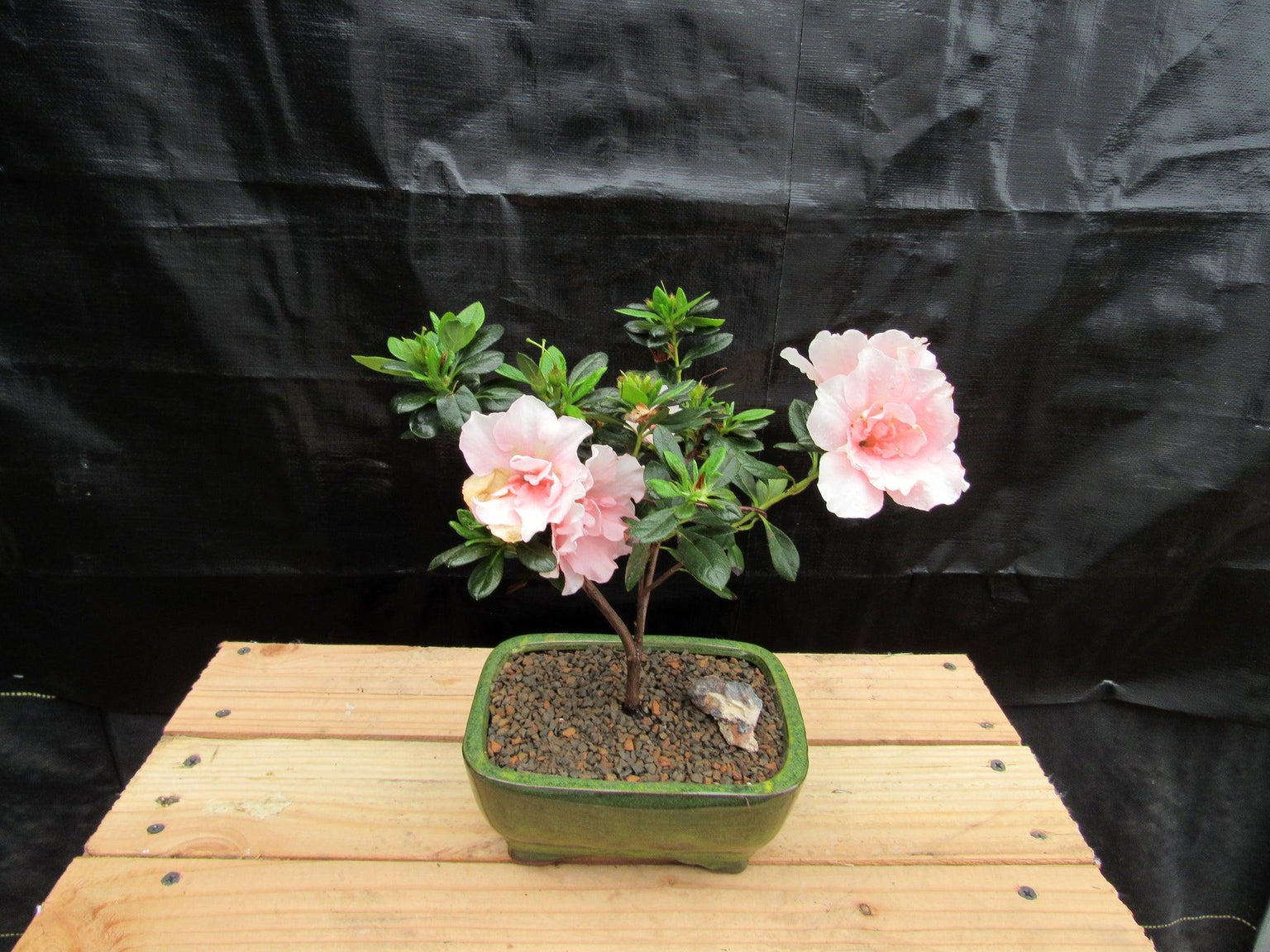 White Hiryu Azalea Bonsai Tree