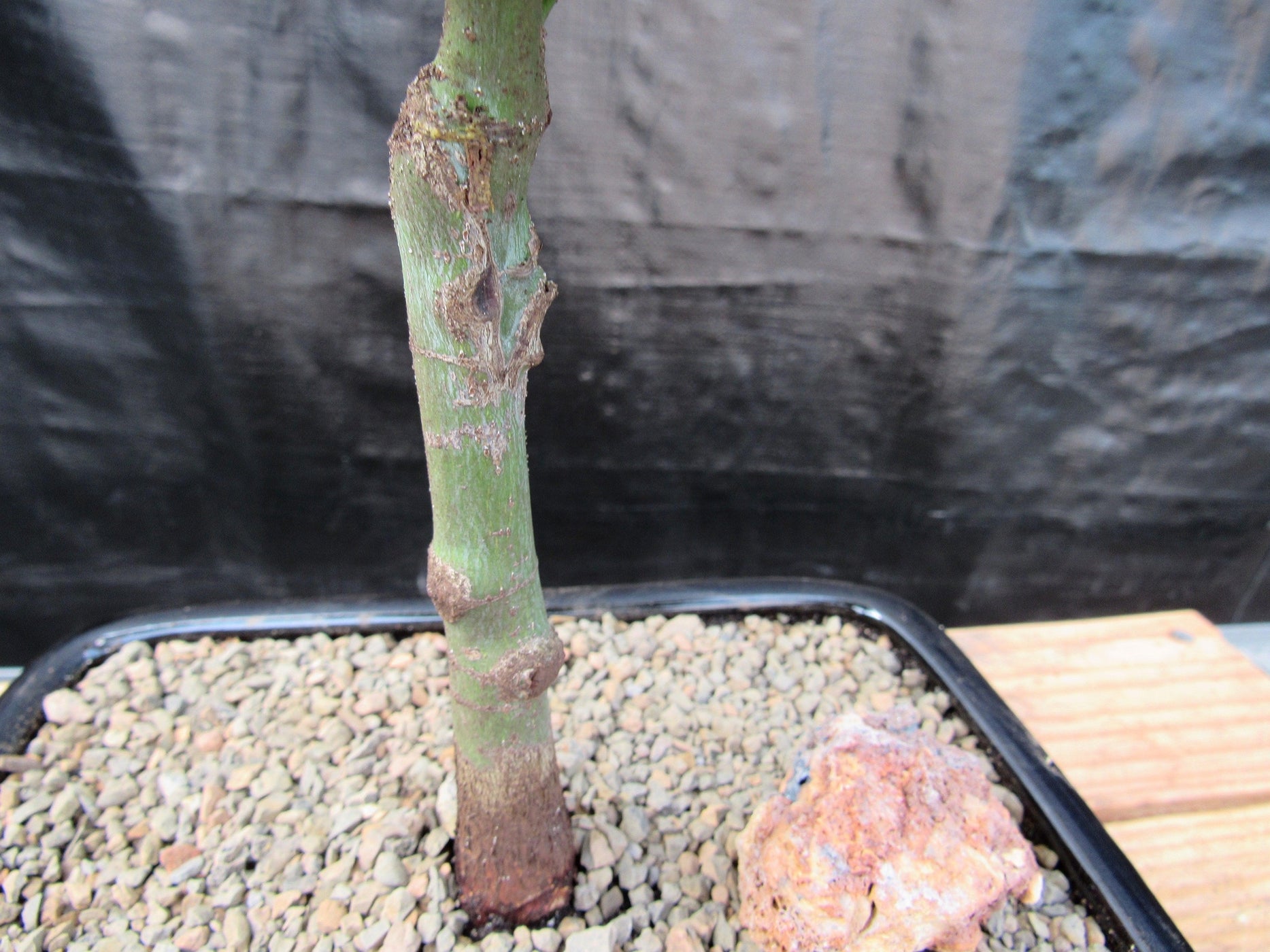 Shishigashira Japanese Maple Bonsai Tree