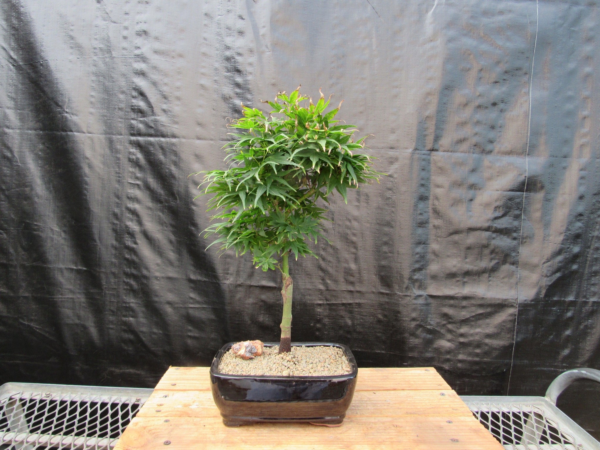 Shishigashira Japanese Maple Bonsai Tree