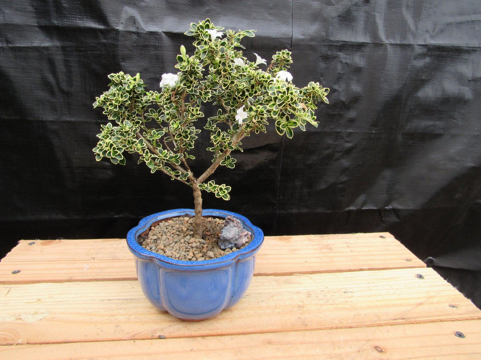 Blue Spruce Bonsai Tree