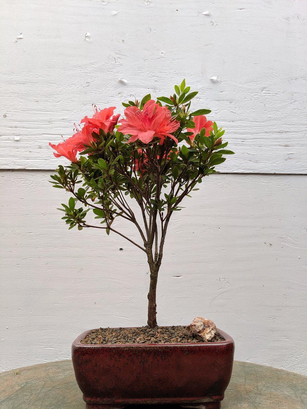 White Hiryu Azalea Bonsai Tree
